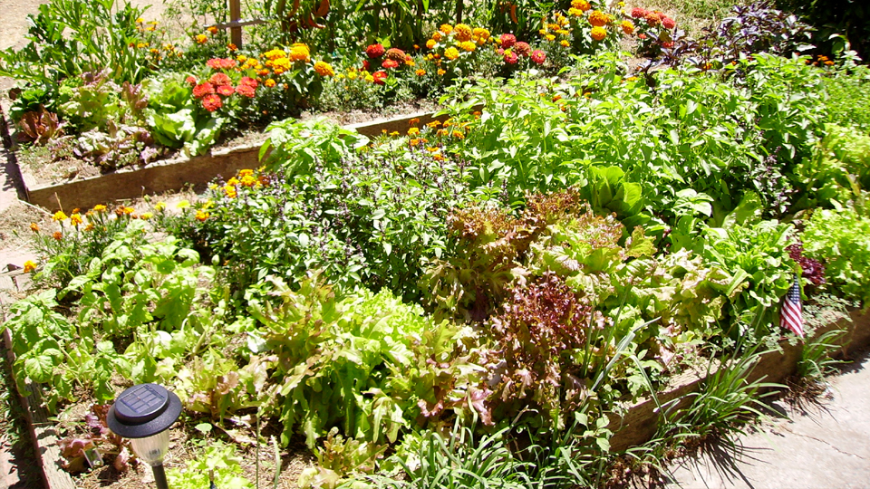 7 green project ideas for Muslim youth | SoundVision.com